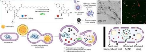 时空纳米生物矿化和促抗生素释放协同对抗多重耐药细菌 Materials Today X Mol