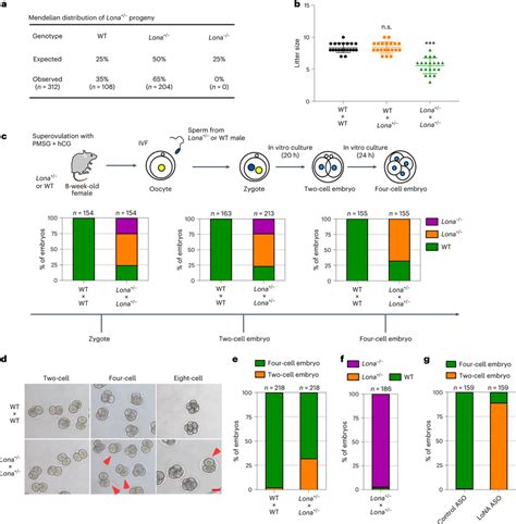 lona deficiency leads to two cell arrest and embryonic lethality a