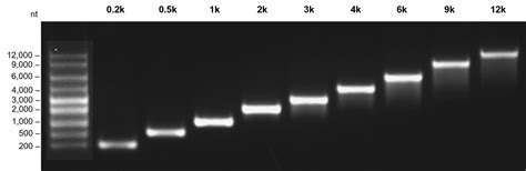 High Range Rna Ladder High Range Rna Ladder