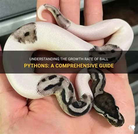 Understanding The Growth Rate Of Ball Pythons A Comprehensive Guide