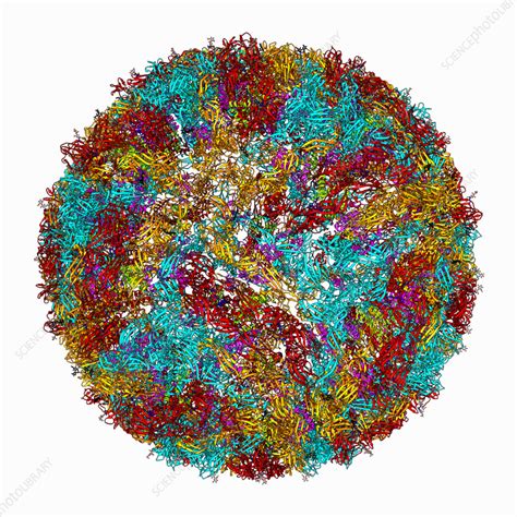 Tick Borne Encephalitis Virus Capsid Molecular Model Stock Image C0610286 Science Photo