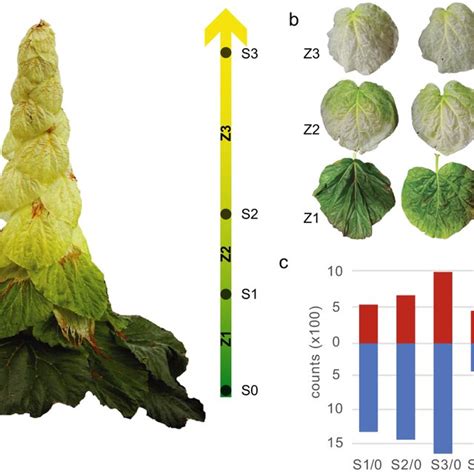 Morphological Transition A The Leaves Were Classified Into Three Zones Download Scientific
