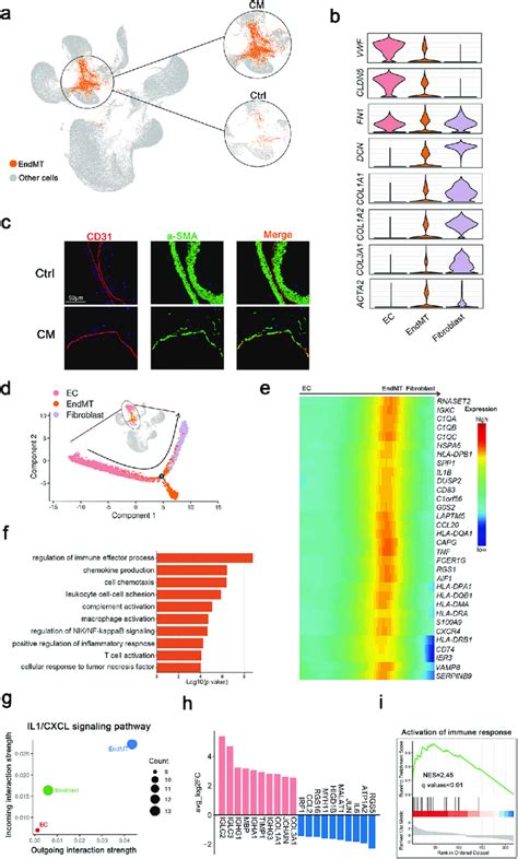 Endothelial To Mesenchymal Transition Cell Cluster A Umap Plot For