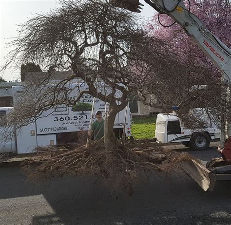 Tree Preservation Arbor Science Tree Care