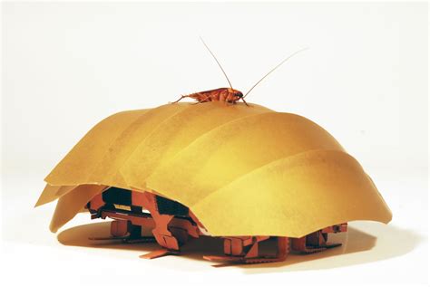 Cockroach Robot Could Come To Your Rescue Kqed