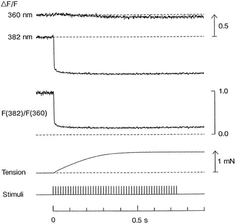 Fura Dextran Fluorescence And Force Records During High Frequency