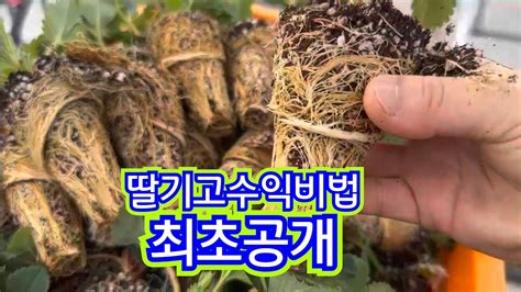 128딸기농사 대박 대풍의 비결 공개비료딸기친환경다수확고품질 Youtube