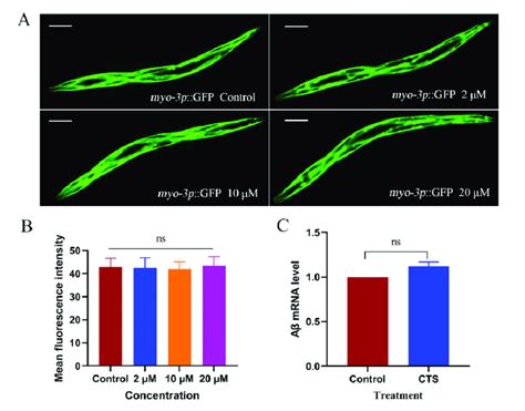 Effect Of Cts On Exogenous Gfp Protein Expression And Aβ Transcript Download Scientific Diagram