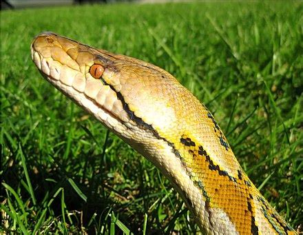 Reticulated python - Wikipedia