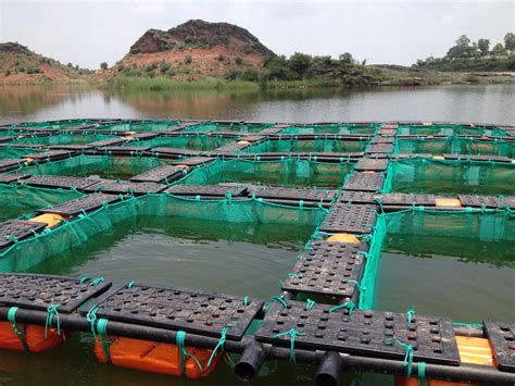 Uganda Aquaculture Dam Farming Tilapia Cages Fish Cage And Fishing Cage