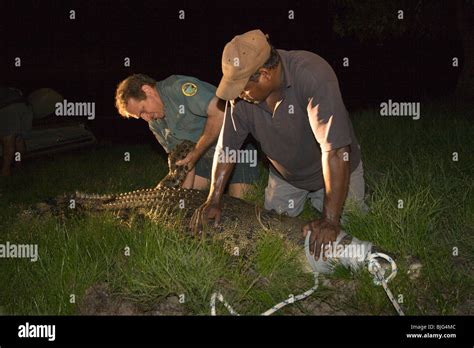 Aboriginal Djelk Rangers Work With Gary Lindner At Night To Catch Check Tag And Release