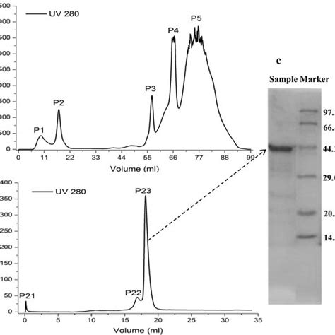 Purification Of Pectinase Produced By Bacillus Subtilis Pb1 By Download Scientific Diagram