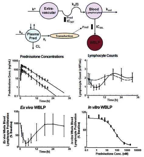 Pk Pd Modeling Of The Effects Of Prednisolone On Human Lymphocytes Download Scientific Diagram