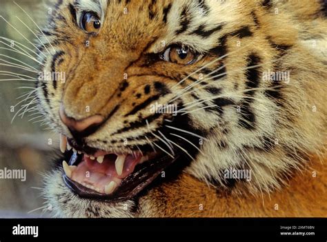 The Tiger Panthera Tigris Is A Member Of The Genus Panthera And The