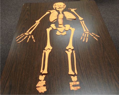1025 Paper Skeleton Assembly Mrs Simpsons Classroom