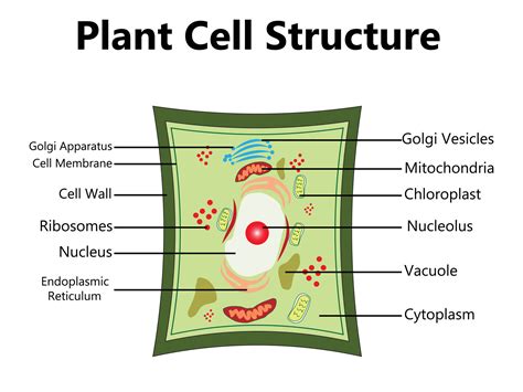 Plant Cell Structure Anatomy Infographic Diagram With Parts Flat Vector Illustration Design For