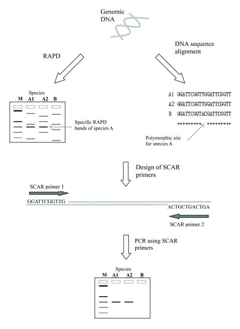 Scar Primers Can Be Designed From A Whole Genome Fingerprint Such As Download Scientific