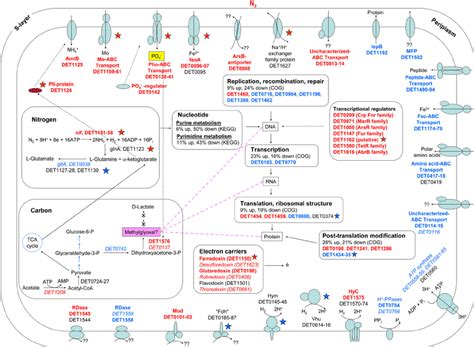Conceptual Model Of The Response Of Strain 195 To Fnl Red Text And Download Scientific Diagram
