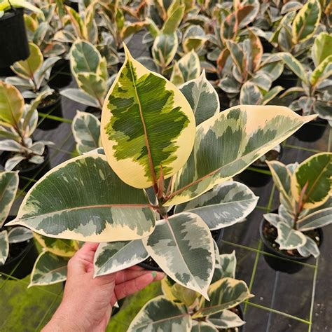 Variegated Ficus Rubber Tree Ficus Tineke Elastica 2 Plants Required