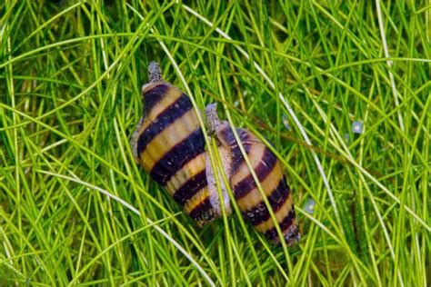 Assassin Snail Care Guide Truth Of The Killer Snail