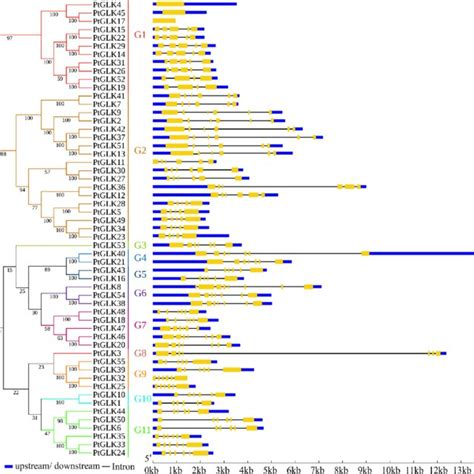 Phylogenetic Relationship And Exonintron Distribution Of Ptglks The Download Scientific