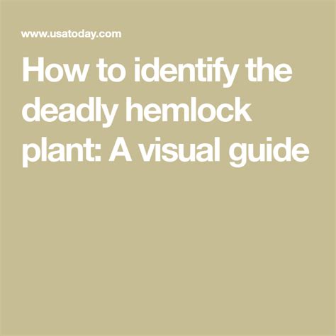 Identifying The Deadly Hemlock Plant A Visual Guide