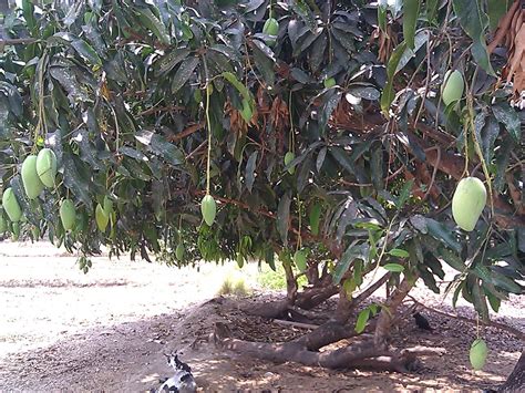 Representing The Philippines Is The Mango Tree — Tropical Reserve Economical Education