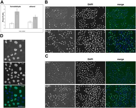 The Detection Of Brdu And Edu After Short Labelling Pulse And The