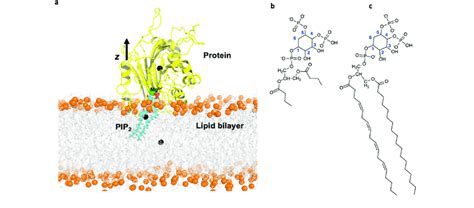simulation setup for the membrane embedded simulations a the centres