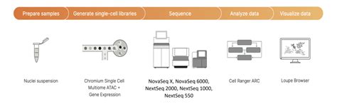Illumina 10x Genomics Chromium Single Cell Multiome Atac Gene