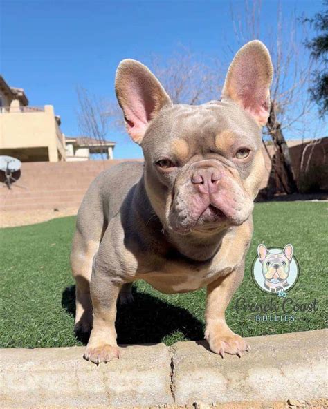 Isabella French Bulldog And 6 Amazing Facts About This Cutesie