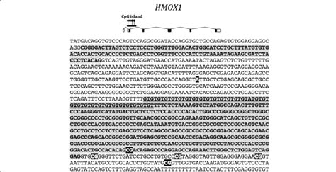 Top Hmox1 Exon Intron Structure And Position Of The Cpg Island Download Scientific Diagram