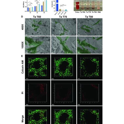 In Vitro Cytocompatibility Of Porous Tantalum Scaffolds And Their
