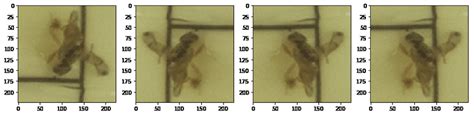 Image Resulting From The Vertical And Horizontal Flip Download Scientific Diagram