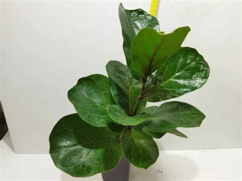 Ficus Lyrata Aukce Rostlin