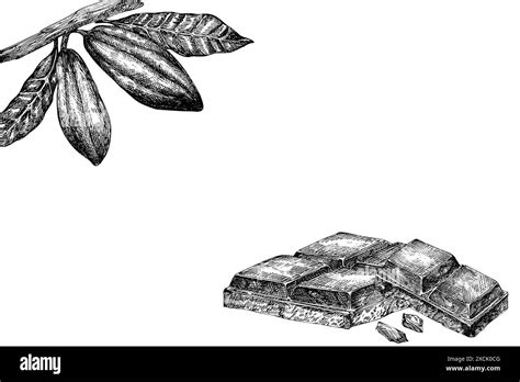 Frame With Cocoa Fruit And Chocolate Graphic Vector Illustration Hand