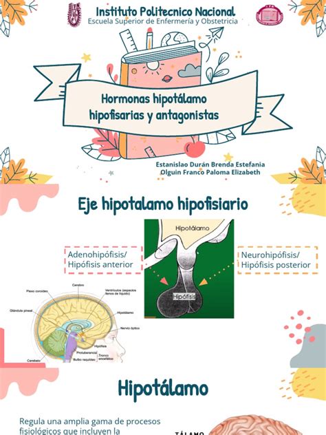 Farma Hormonas Hipofisarias Pdf Hormona Luteinizante Glándula