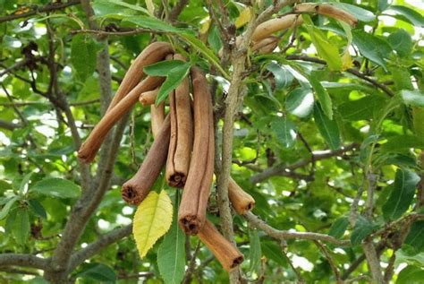 Ceylon Cinnamon Tree Why True Cinnamon Is Safer And Sweeter
