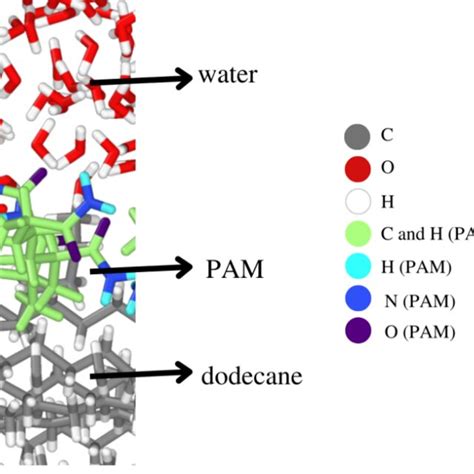Visualization Of The Interactions Between Water Dodecane And Sdbs Download Scientific Diagram