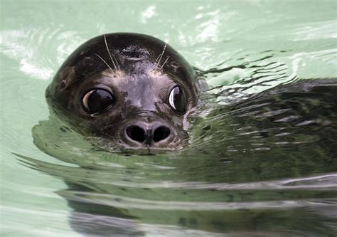 Robbe Zo Forum Für Naturfotografen