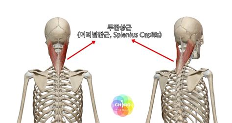 양평동 Pt 양평동 체형교정 카이로 헬스교실에서 알려주는 두판상근 테이핑스포츠 테이핑 효과 네이버 블로그