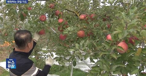 38선 특산물로 자리잡은 사과변화하는 과일 생산 지도