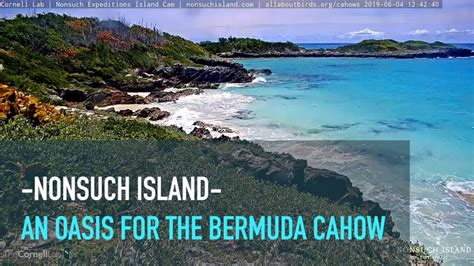 Nonsuch Island An Oasis For The Bermuda Cahow Youtube