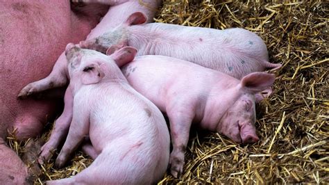 D Ch T L N Ch U Phi C L Y Sang Ng I Kh Ng Bi N Ph P Ph Ng Ng A D Ch Nh Thu C Fpt Long Ch U