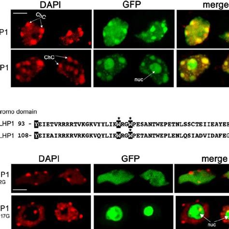 Subnuclear Localization Of Sl Lhp1 Gfp In Transgenic Arabidopsis Lhp1