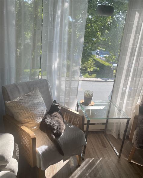 My Sweet Old Blob Basking In The Sun R Catpics