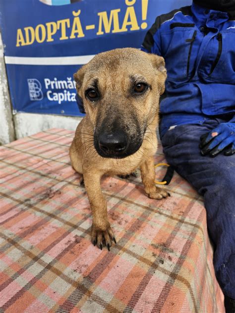 Câini Disponibili Pentru Adopție Aspa Bucuresti