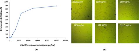 Effect Of Cs Pae Different Concentrations On Vero Cell Cytotoxicity