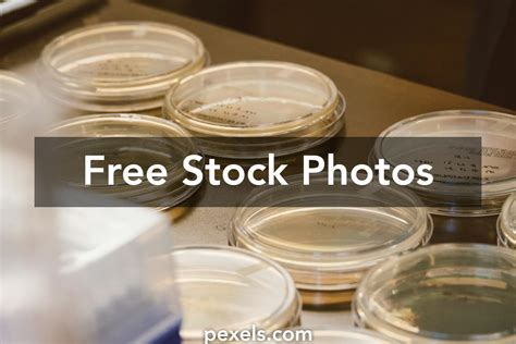 Bacteria Culture Photos Download The Best Free Bacteria Culture Stock