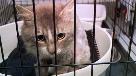 Kitty 911 Tvnz Ondemand Kitty 911 Tvnz Ondemand